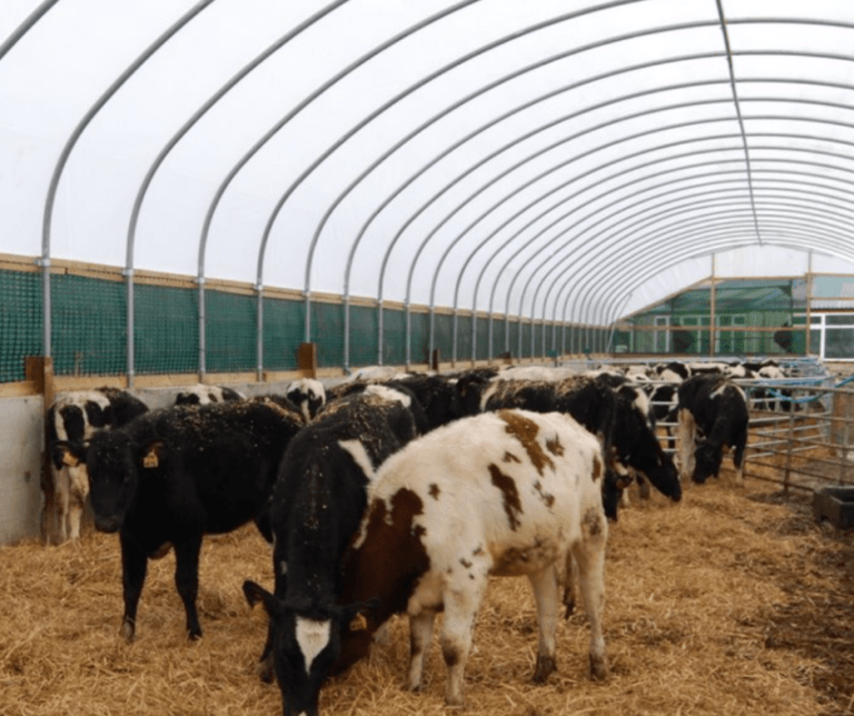 Structures for Livestock Housing - Northern Polytunnels