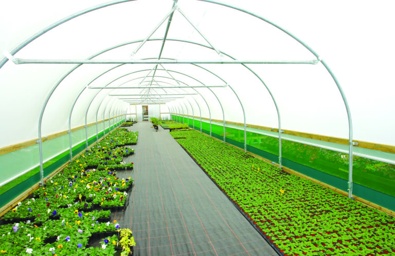 Durable Sheep Housing Structures - Northern Polytunnels